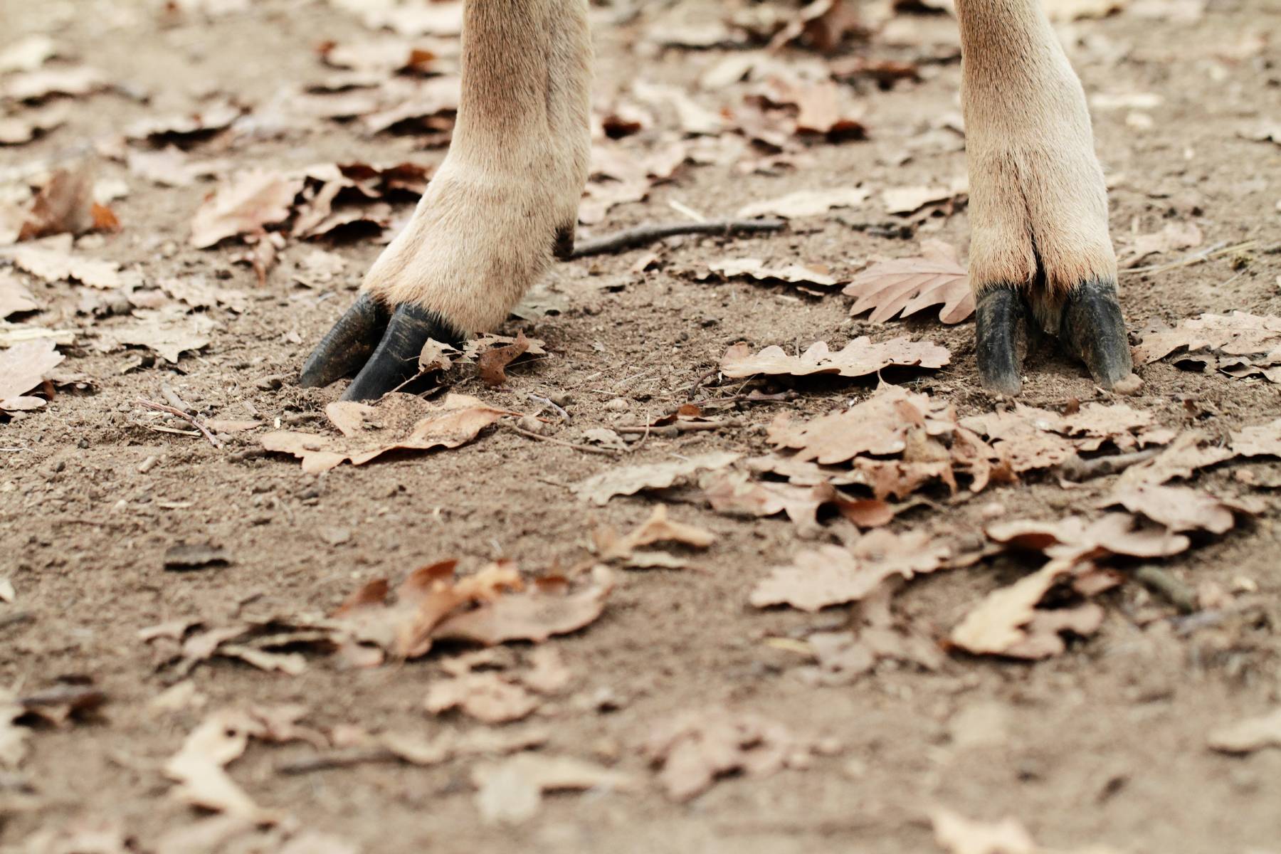 Healthy Care of Goat Hooves – Mother Earth News